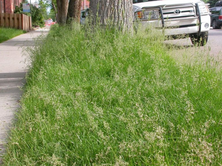 Kentucky Bluegrass Facts, Maintenance & Comparison - ProGardenTips