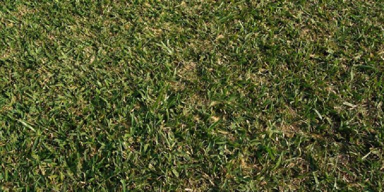 Centipede Grass Facts, Maintenance & Comparison - ProGardenTips