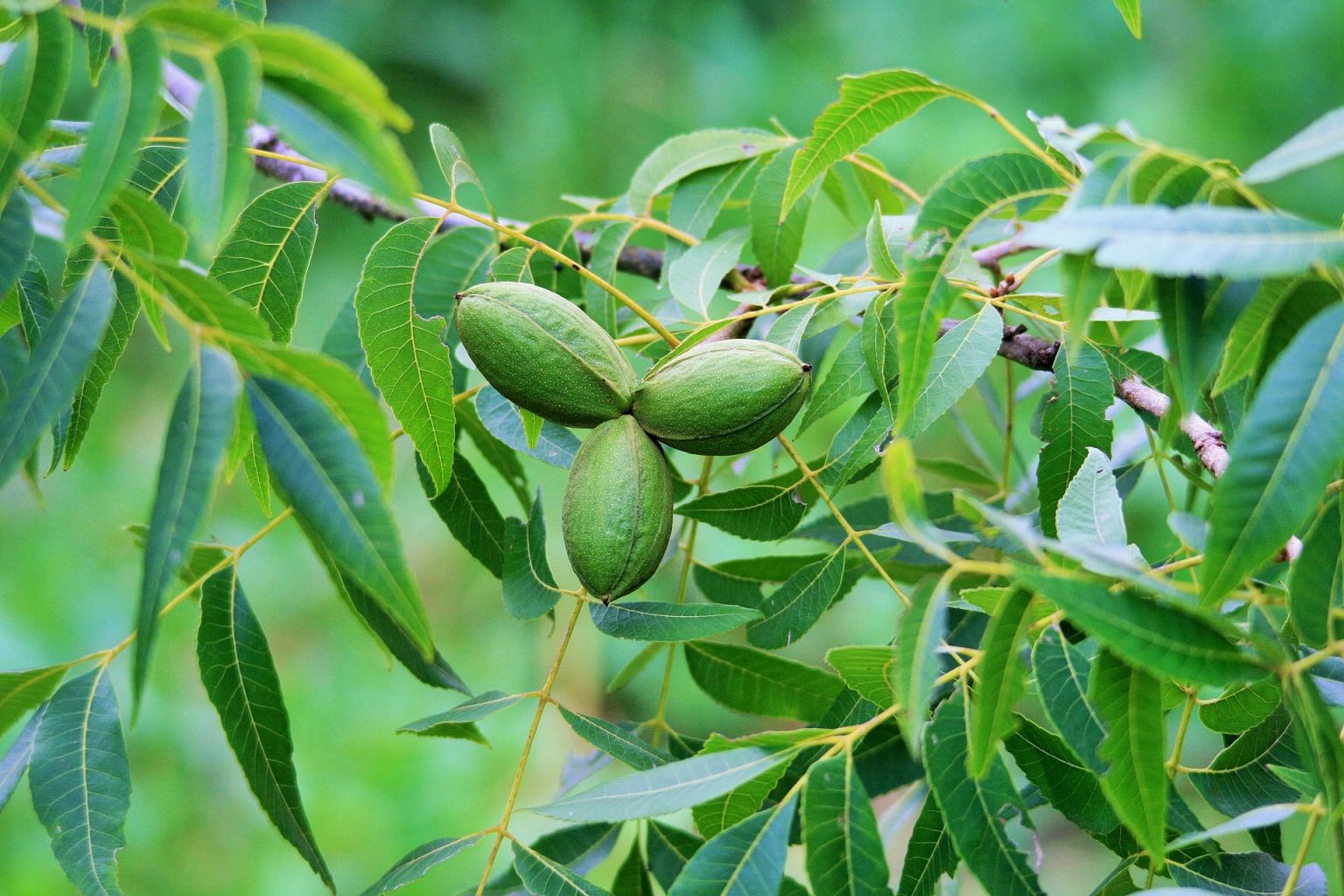18 Great Types of Pecan Trees - ProGardenTips