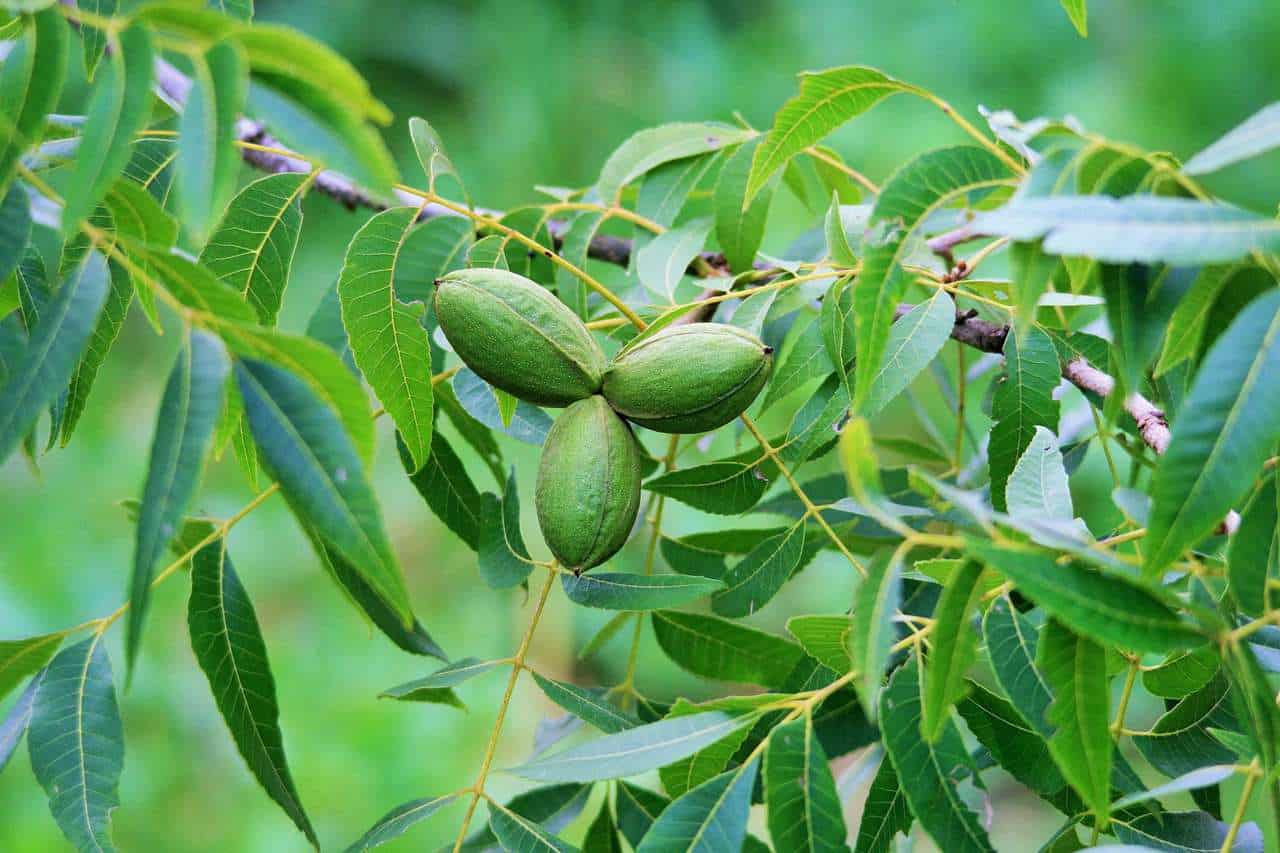 18 Great Types Of Pecan Trees ProGardenTips 18 Great Types Of Pecan Trees ProGardenTips