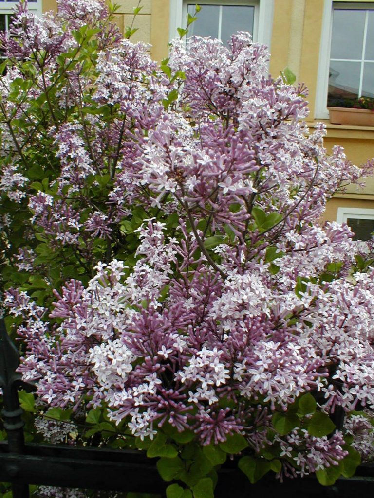 23 Beautiful Types of Lilac Trees - ProGardenTips