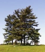 6 Different Types of Pine Trees in Alabama - ProGardenTips