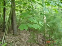 6 Typical Types of Maple Trees in Michigan - ProGardenTips