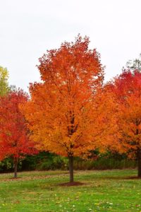 4 Main Types of Maple Trees in Wisconsin - ProGardenTips