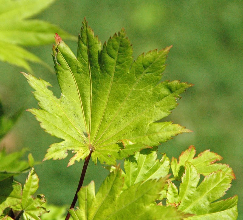 42 Common Types of maple trees Growing in the USA (photos) - ProGardenTips