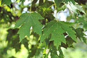 5 Main Types of Maple Trees in Tennessee - ProGardenTips
