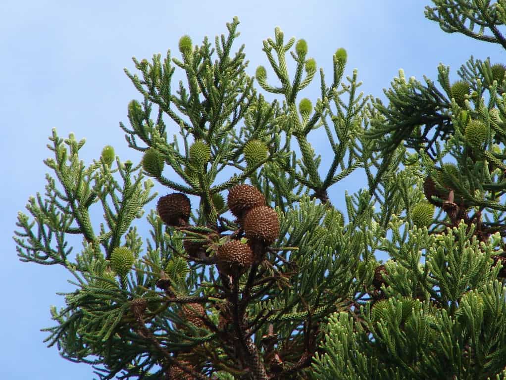 7 Common Types Of Pine Trees In Australia - ProGardenTips