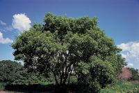 8 Common Types Of Maple Trees In Australia - ProGardenTips