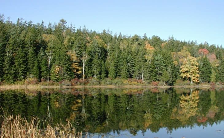 7 Common Types of Pine Trees in Pennsylvania - ProGardenTips