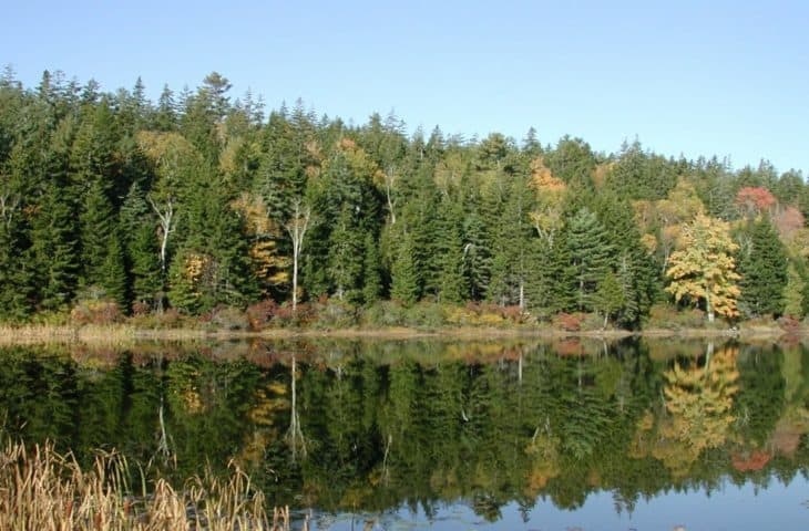 3 Primary Types of Pine Trees in Connecticut - ProGardenTips