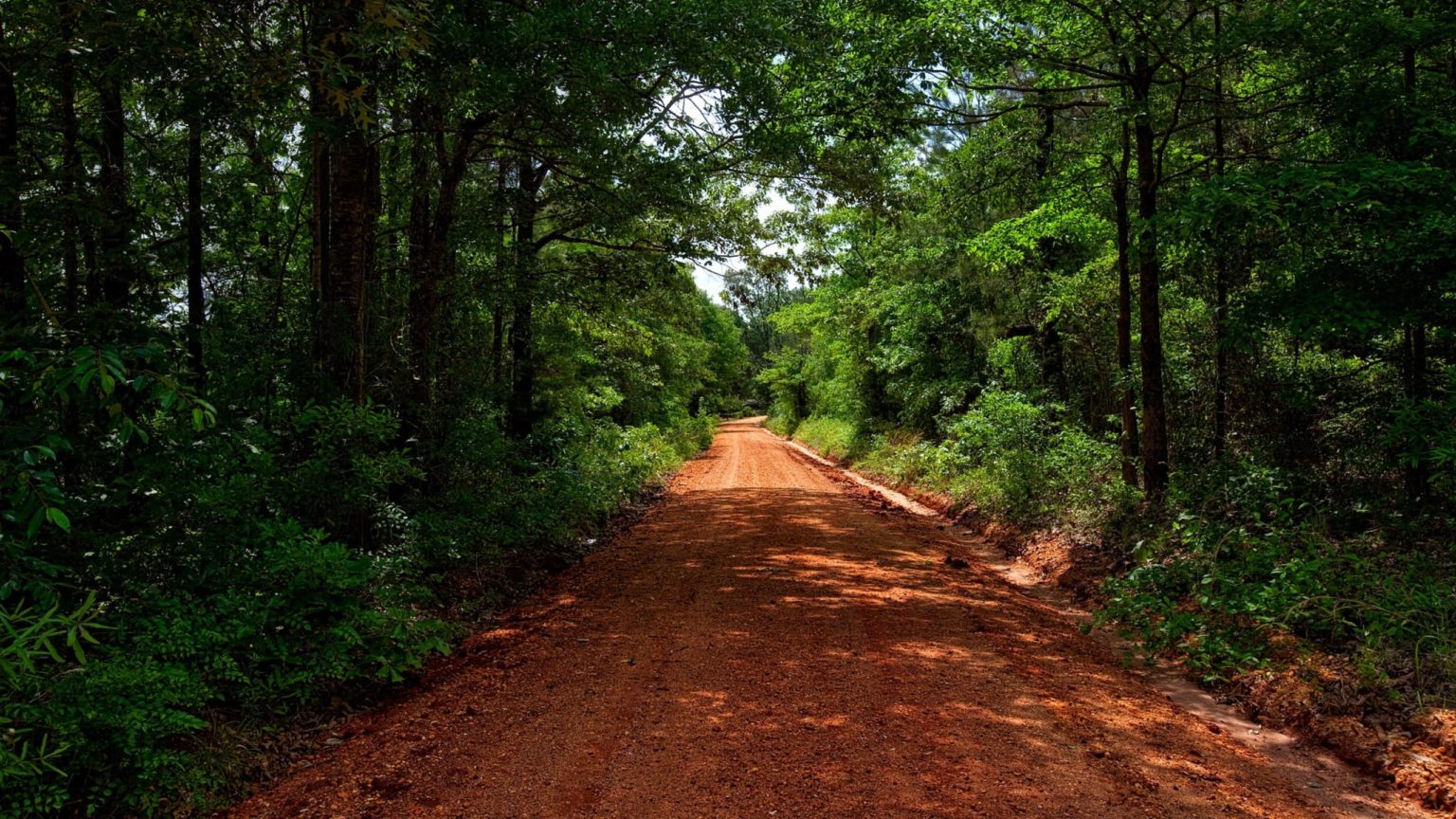 6 Different Types of Pine Trees in Alabama - ProGardenTips