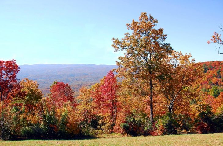 3 Thriving Types of Maple Trees in Georgia - ProGardenTips