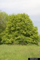 8 Common Types Of Maple Trees In Australia - ProGardenTips