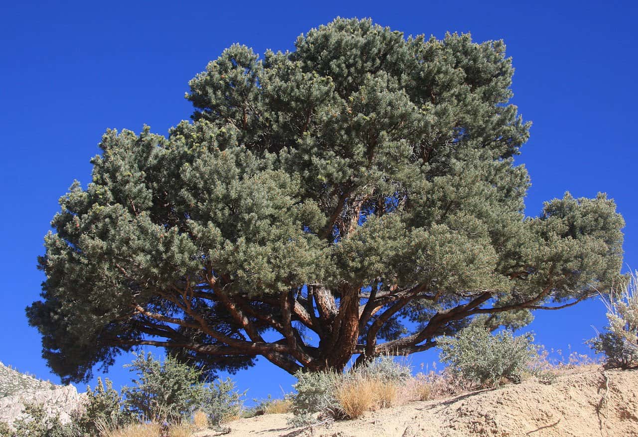 6 Prevalent Types of Pine Trees in Texas - ProGardenTips