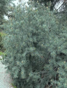 29 Different Types of Pine Trees in California (Northern & Southern ...