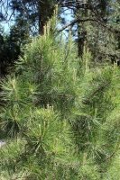 6 Different Types of Pine Trees in Alabama - ProGardenTips