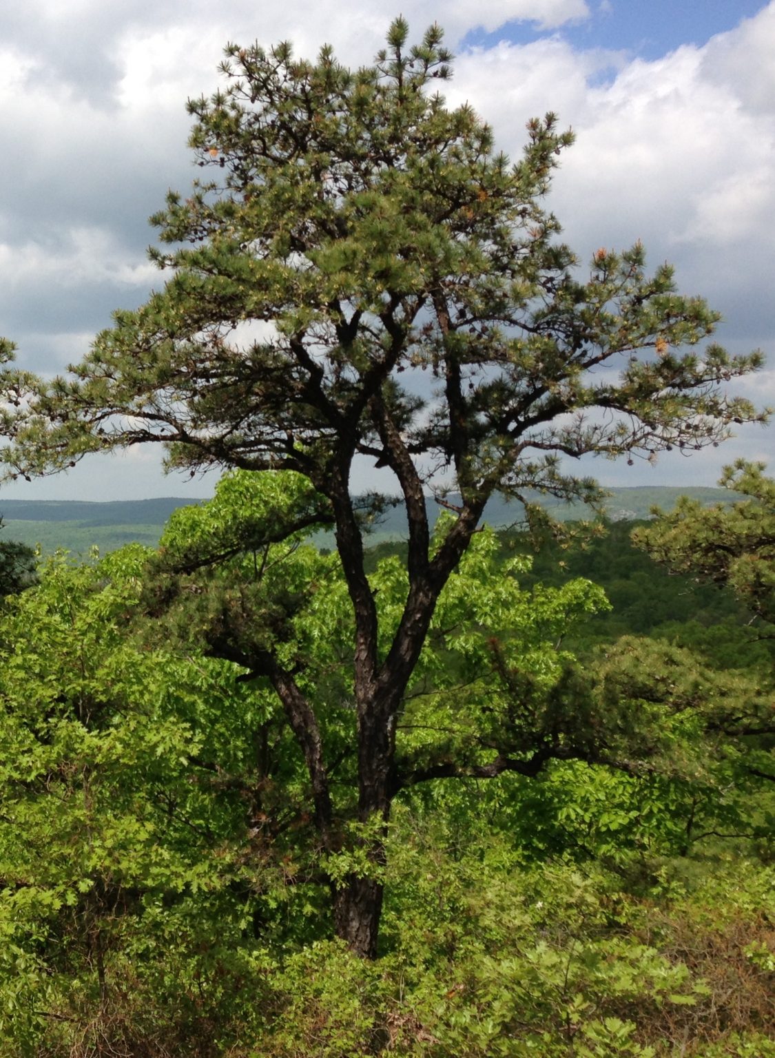 19 Most Common Trees In New Jersey - ProGardenTips
