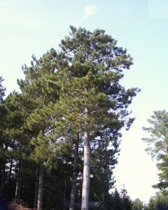 33 Most Common Trees in Virginia - ProGardenTips