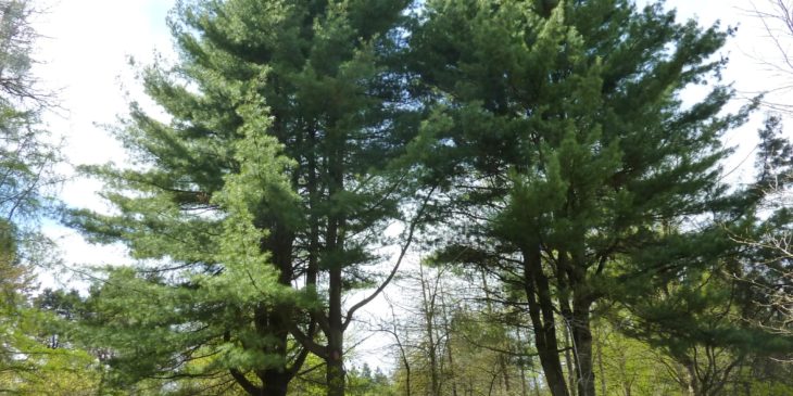 3 Great Types of Pine Trees in Montana - ProGardenTips
