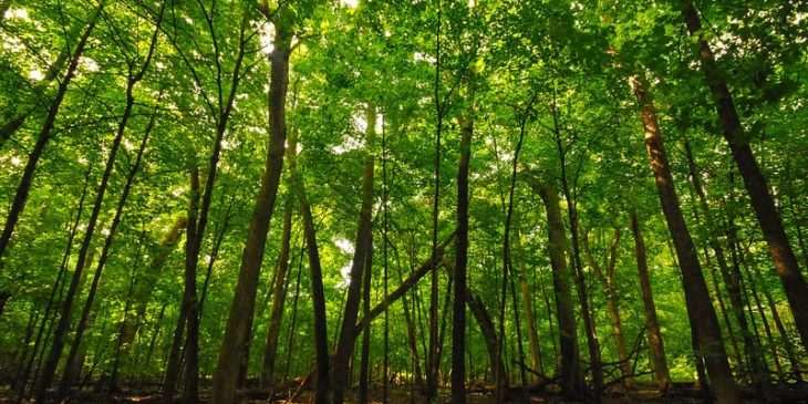 6 Prevalent Types of Maple Trees in Alabama - ProGardenTips