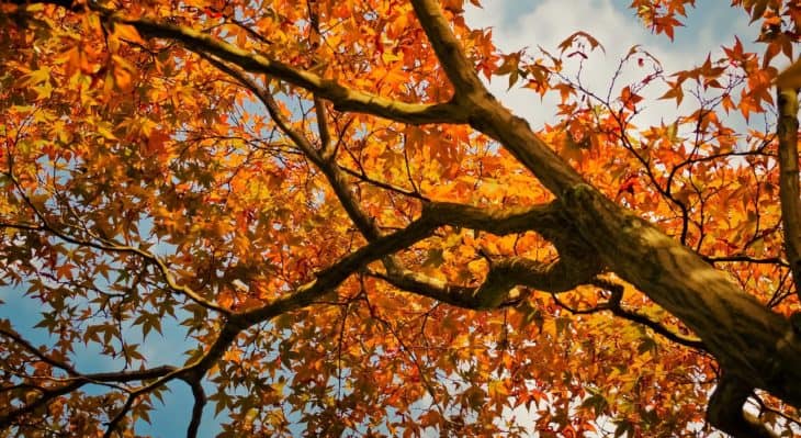 8 Common Types Of Maple Trees In Australia - ProGardenTips