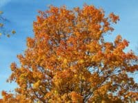 6 Common Types Of Maple Trees In Pennsylvania - ProGardenTips