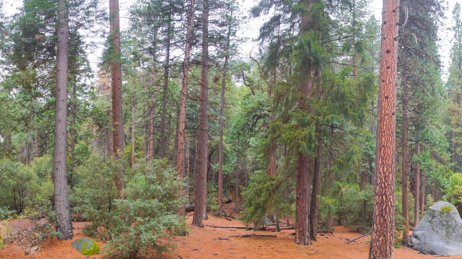 29 Different Types of Pine Trees in California (Northern & Southern ...
