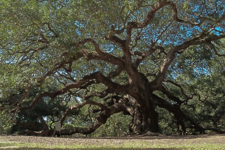15 Types of Oak Trees in North Carolina - ProGardenTips