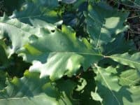 8 Types of Oak Trees in Ohio - ProGardenTips