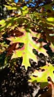 15 Types of Oak Trees in North Carolina - ProGardenTips
