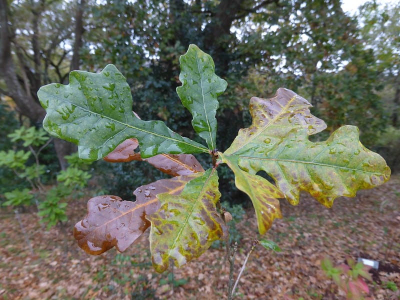 76 Types of Oak Trees in North America (foliage photos) - ProGardenTips