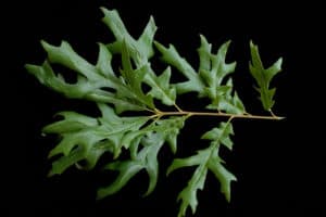 15 Types of Oak Trees in North Carolina - ProGardenTips