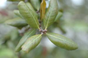 15 Types of Oak Trees in North Carolina - ProGardenTips