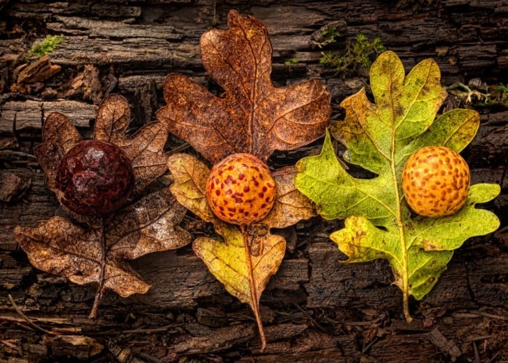 2 Typical Types of Oak Trees in Alberta - ProGardenTips
