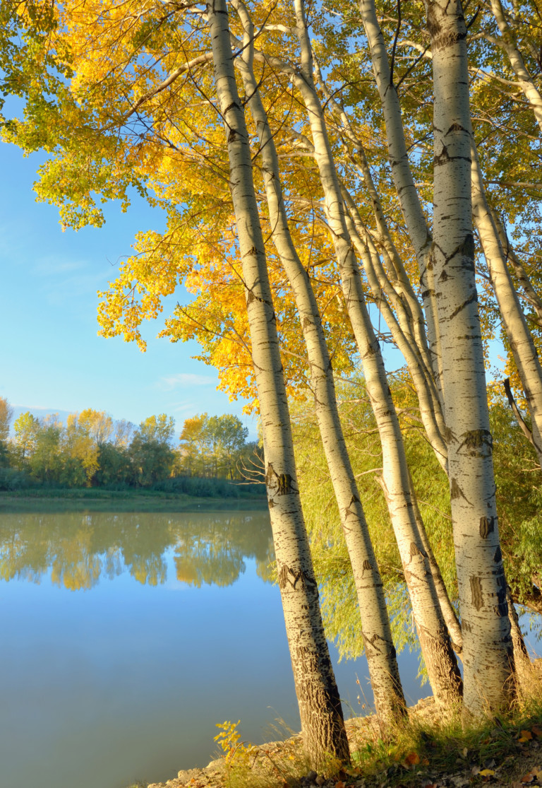 7 Best Shade Trees for Utah - ProGardenTips