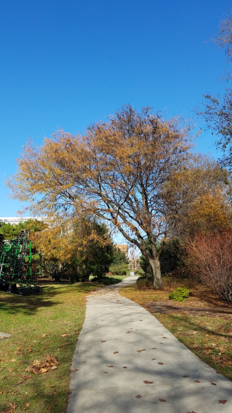 8 Great Shade Trees for Colorado - ProGardenTips