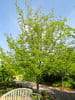 21 most common trees in Connecticut - ProGardenTips