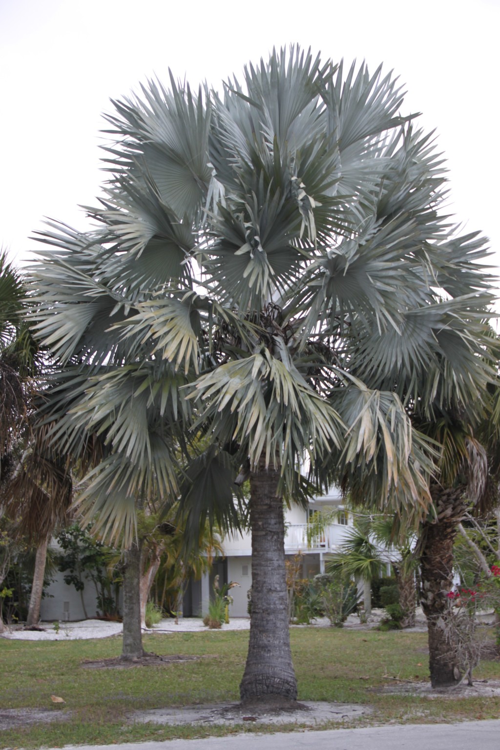 8 of the Best Palm Trees for Arizona - ProGardenTips