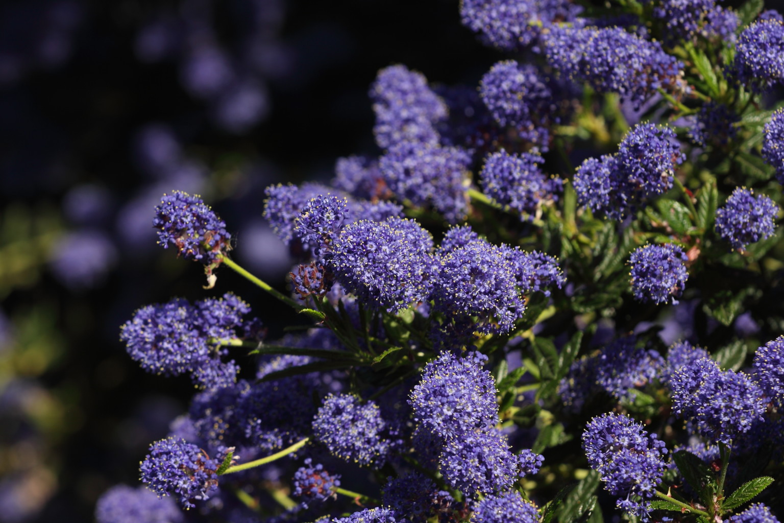 27 Flowering Trees In California (Purple / White / Yellow ) - ProGardenTips