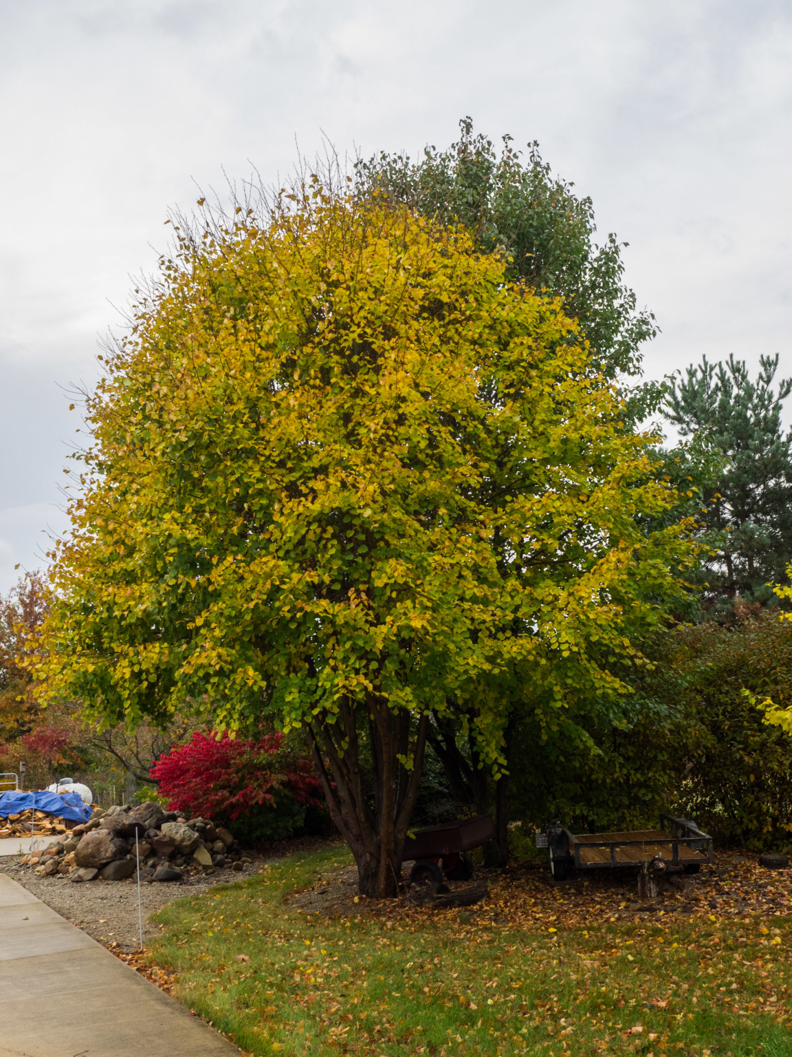 25 Most Common Trees in Wisconsin - ProGardenTips