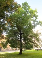 25 Most Common Trees in West Virginia - ProGardenTips
