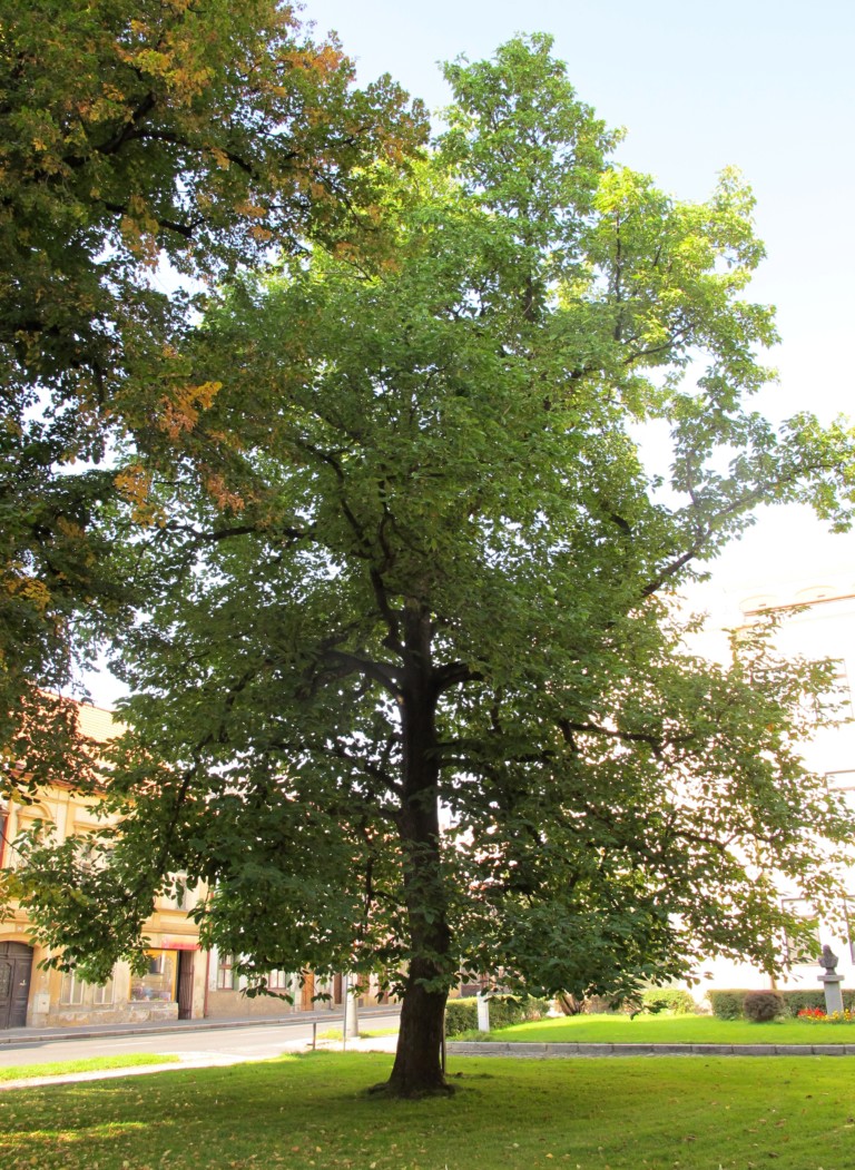 25 Most Common Trees in West Virginia - ProGardenTips