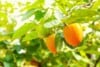 15 Best fruit trees for Utah - ProGardenTips