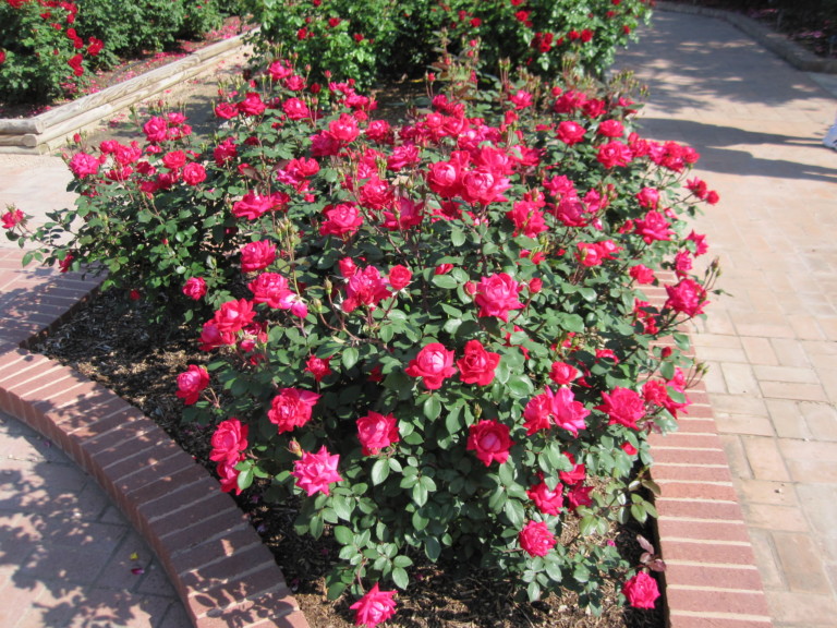 90 Best Flowering Trees for Florida (by Color & w/ Photos)- ProGardenTips