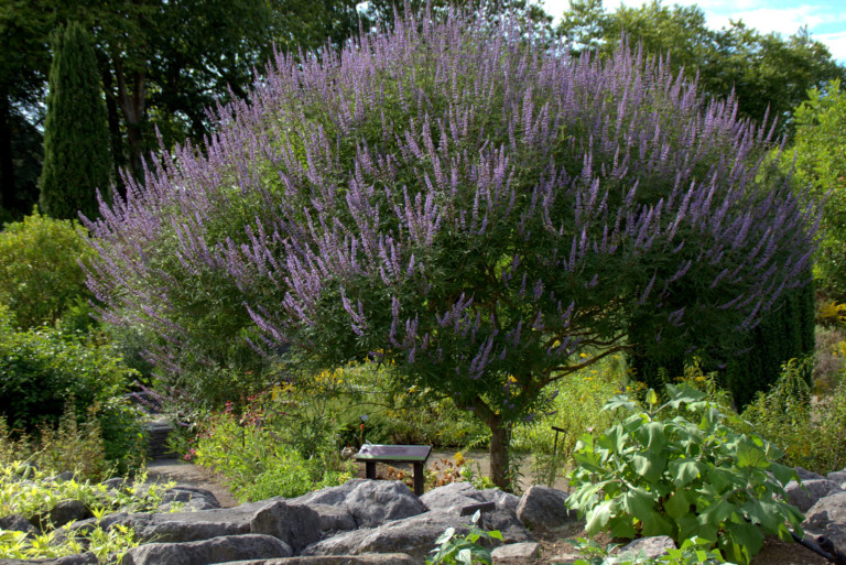 21 Flowering Trees For Arizona - ProGardenTips