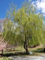 30 Most Common Trees in Kansas - ProGardenTips