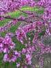 21 Great Flowering Trees For Utah Gardens - ProGardenTips