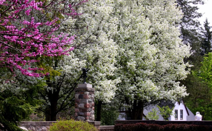 26 Great Flowering Trees For Michigan Gardens - ProGardenTips