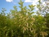 19 Most common trees in Iowa - ProGardenTips