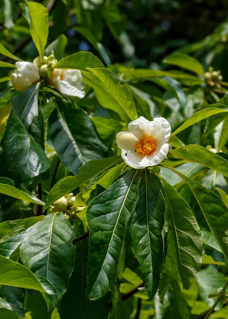 Franklin Tree (Franklinia alatamaha) - How to Grow & Care Guide